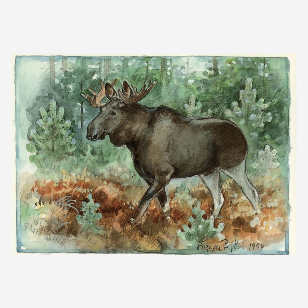 Postkarte „Elch" von Ingvar Björk | Lila Lämmchen Onlineshop